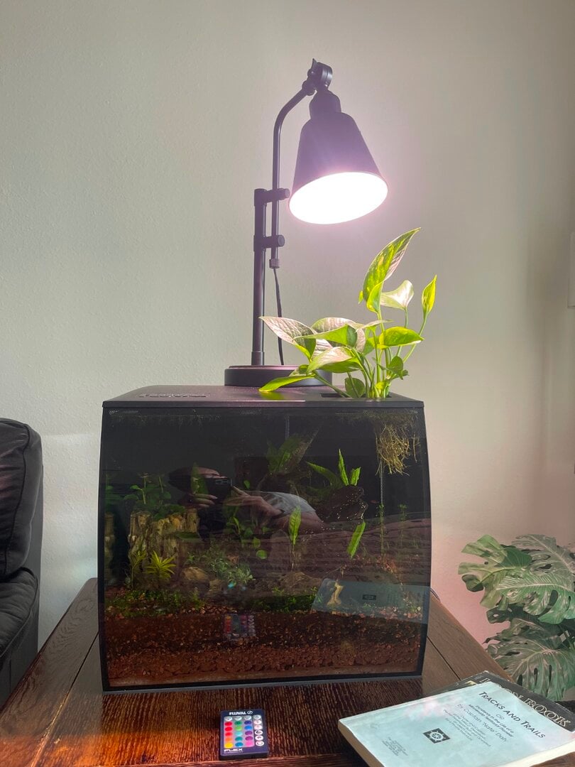 When exactly to add aeration in low tech aquarium - Plants, Algae, and ...