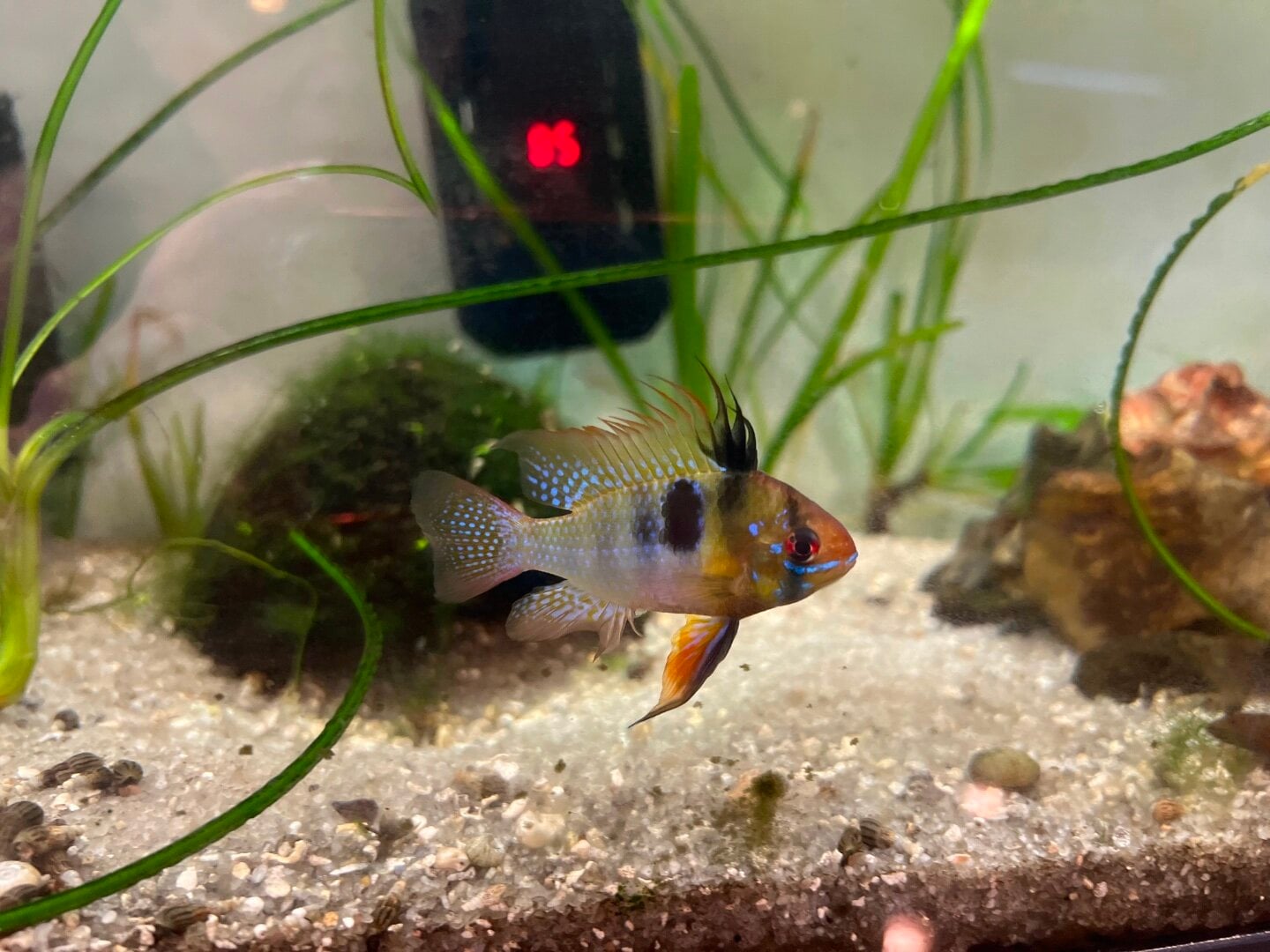 German Blue Ram not eating - Diseases - Aquarium Co-Op Forum