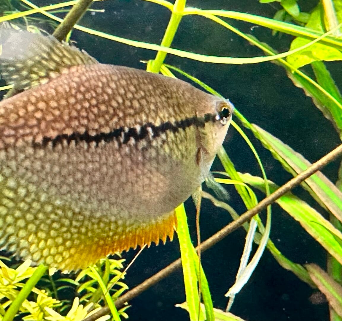 Help! small white protrusion on fish - Diseases - Aquarium Co-Op Forum