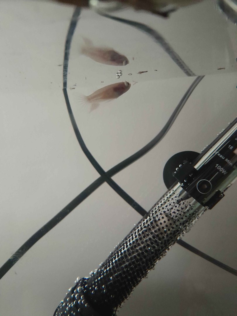 Betta fry popeye - Diseases - Aquarium Co-Op Forum