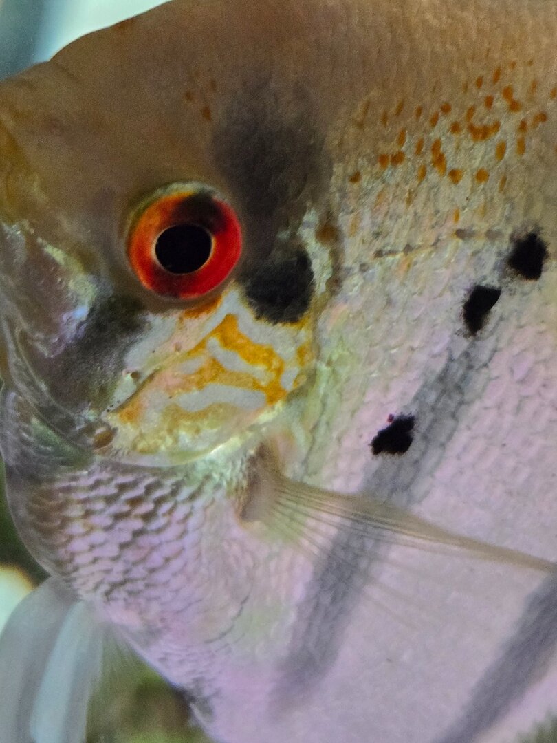 Fresh water angel fish disease? - Diseases - Aquarium Co-Op Forum