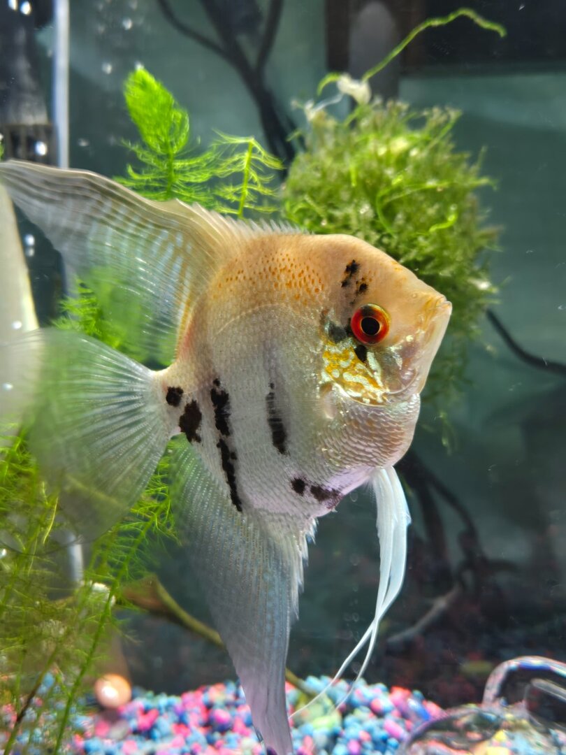 Fresh water angel fish disease? - Diseases - Aquarium Co-Op Forum