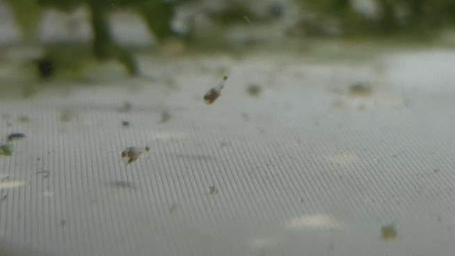 Fry tray color impact on fry feeding - Photos, Videos & Journals ...