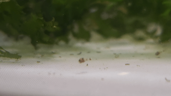 Fry tray color impact on fry feeding - Photos, Videos & Journals ...