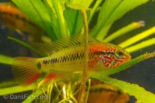 Breeding male dead...but! - Fish Breeding - Aquarium Co-Op Forum
