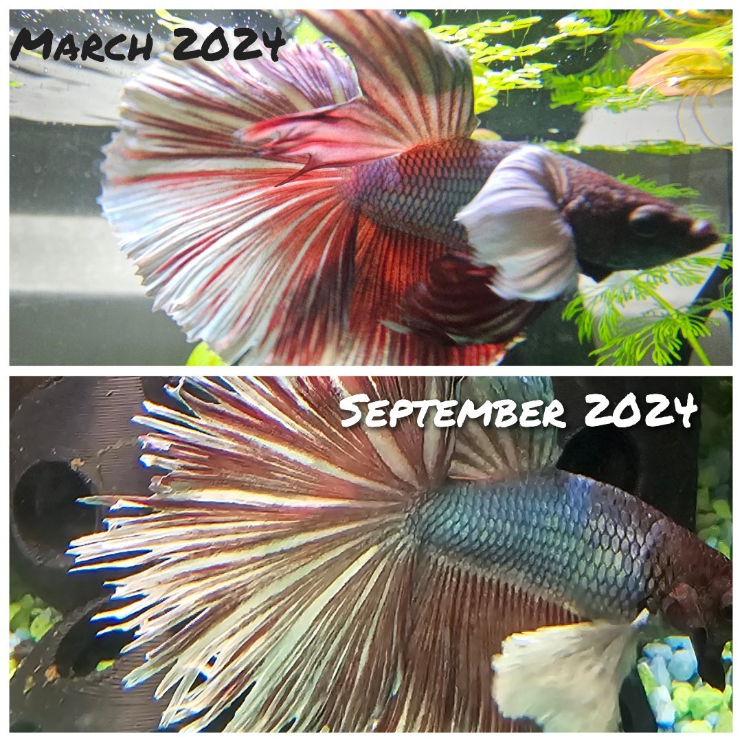 Why is my bettas fins getting worse - Diseases - Aquarium Co-Op Forum