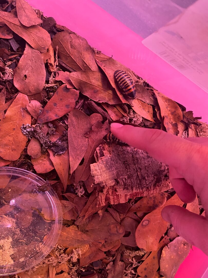 Frogs & Friends - Off Topic General - Aquarium Co-Op Forum