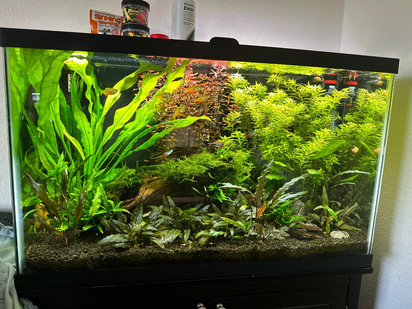 ACO Light Color - General Chat - Aquarium Co-Op Forum