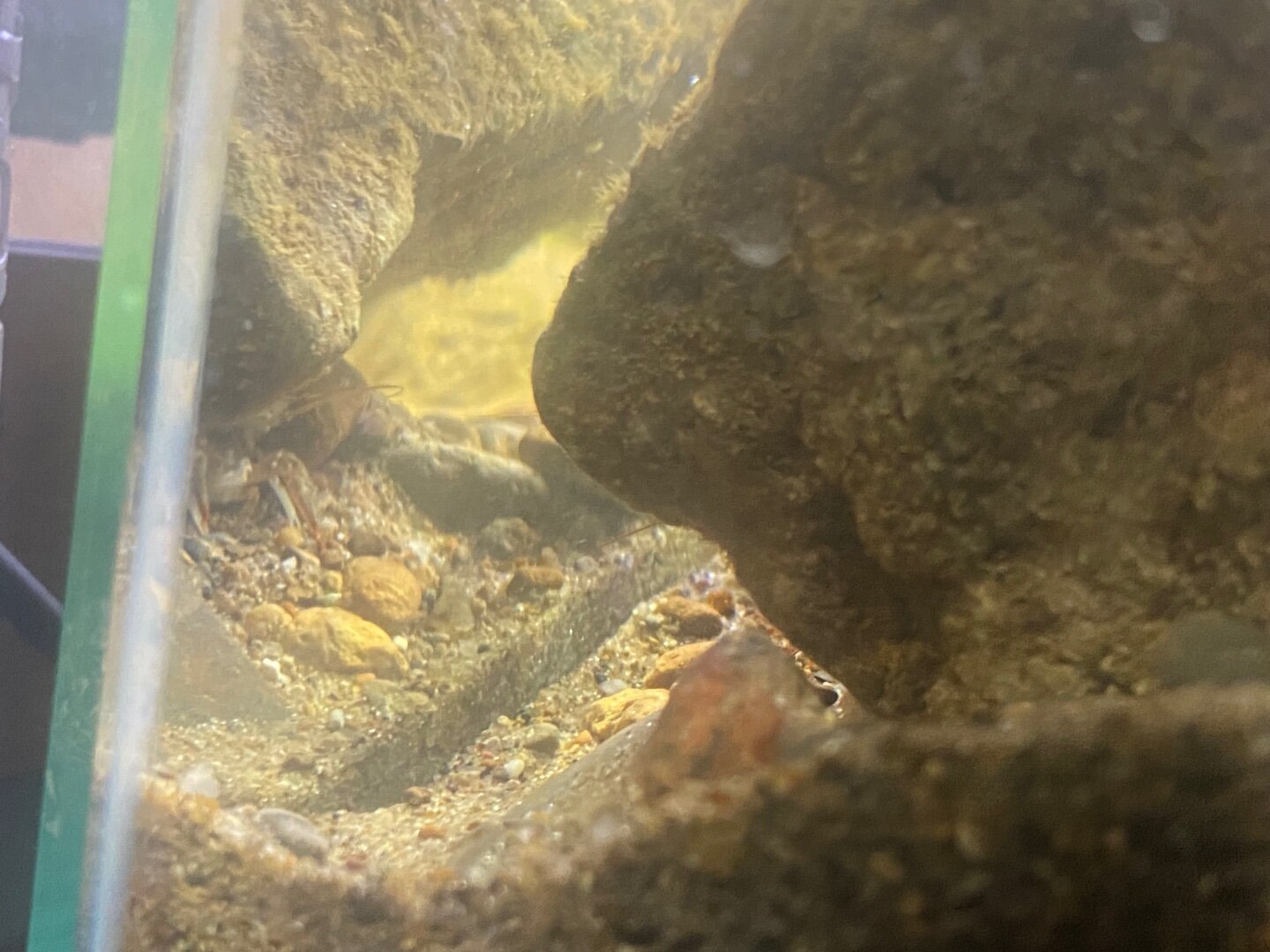 6 Gallon Native Stream Tank - Photos, Videos & Journals - Aquarium Co ...