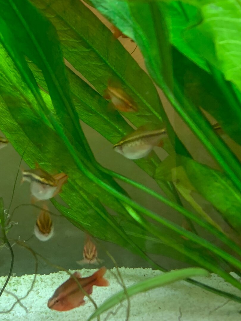 FAT cherry barbs - General Chat - Aquarium Co-Op Forum