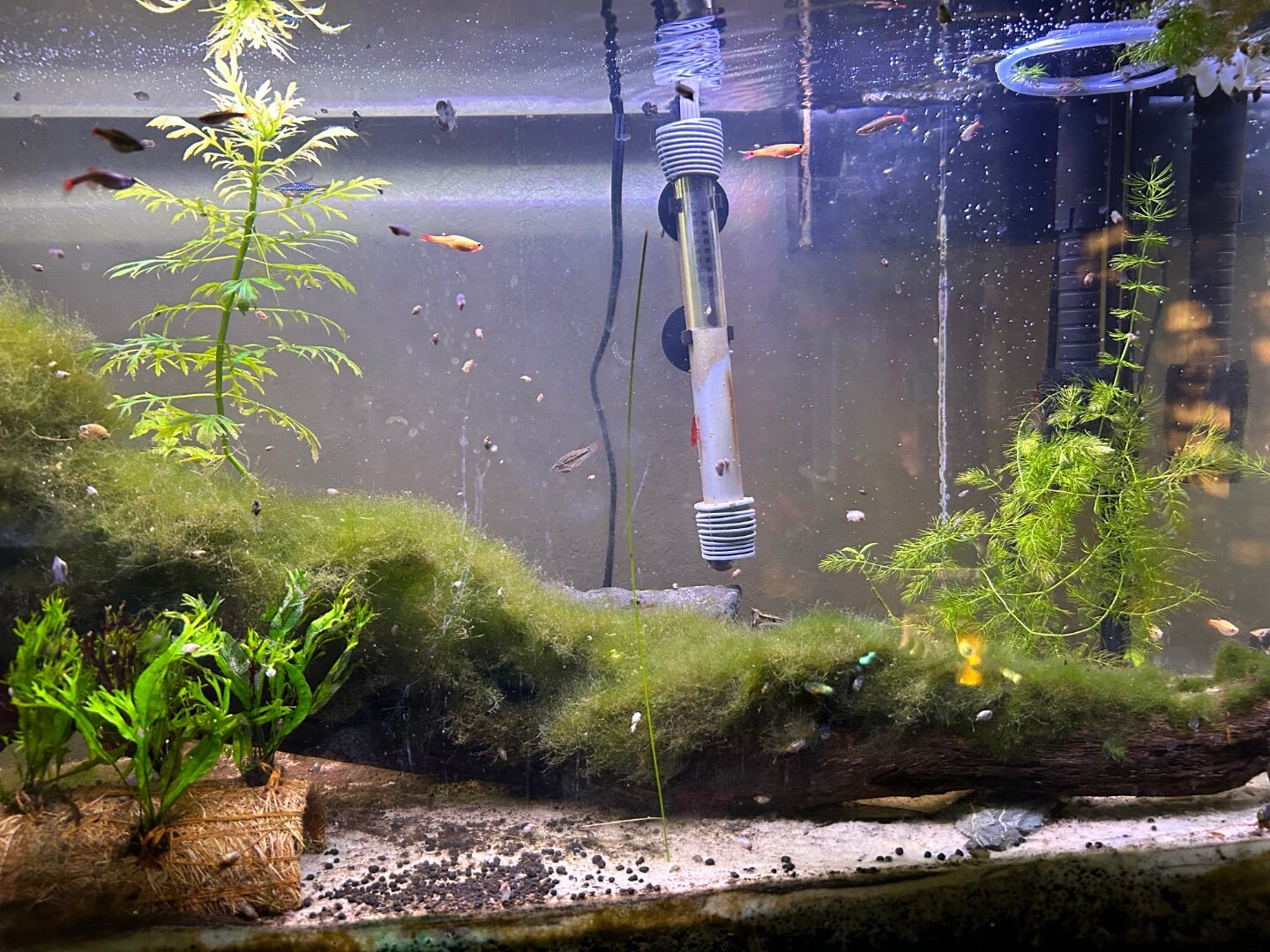 Moss Slurry on driftwood - Plants, Algae, and Fertilizers - Aquarium Co ...