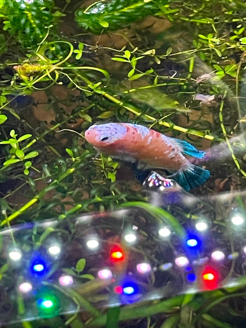 Betta Losing Color - Diseases - Aquarium Co-Op Forum