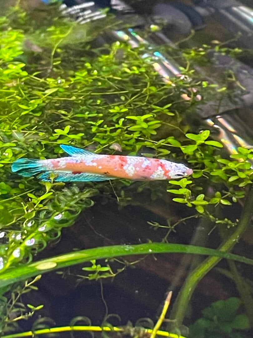 Betta Losing Color - Diseases - Aquarium Co-Op Forum