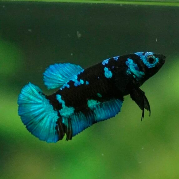 Betta Losing Color - Diseases - Aquarium Co-Op Forum