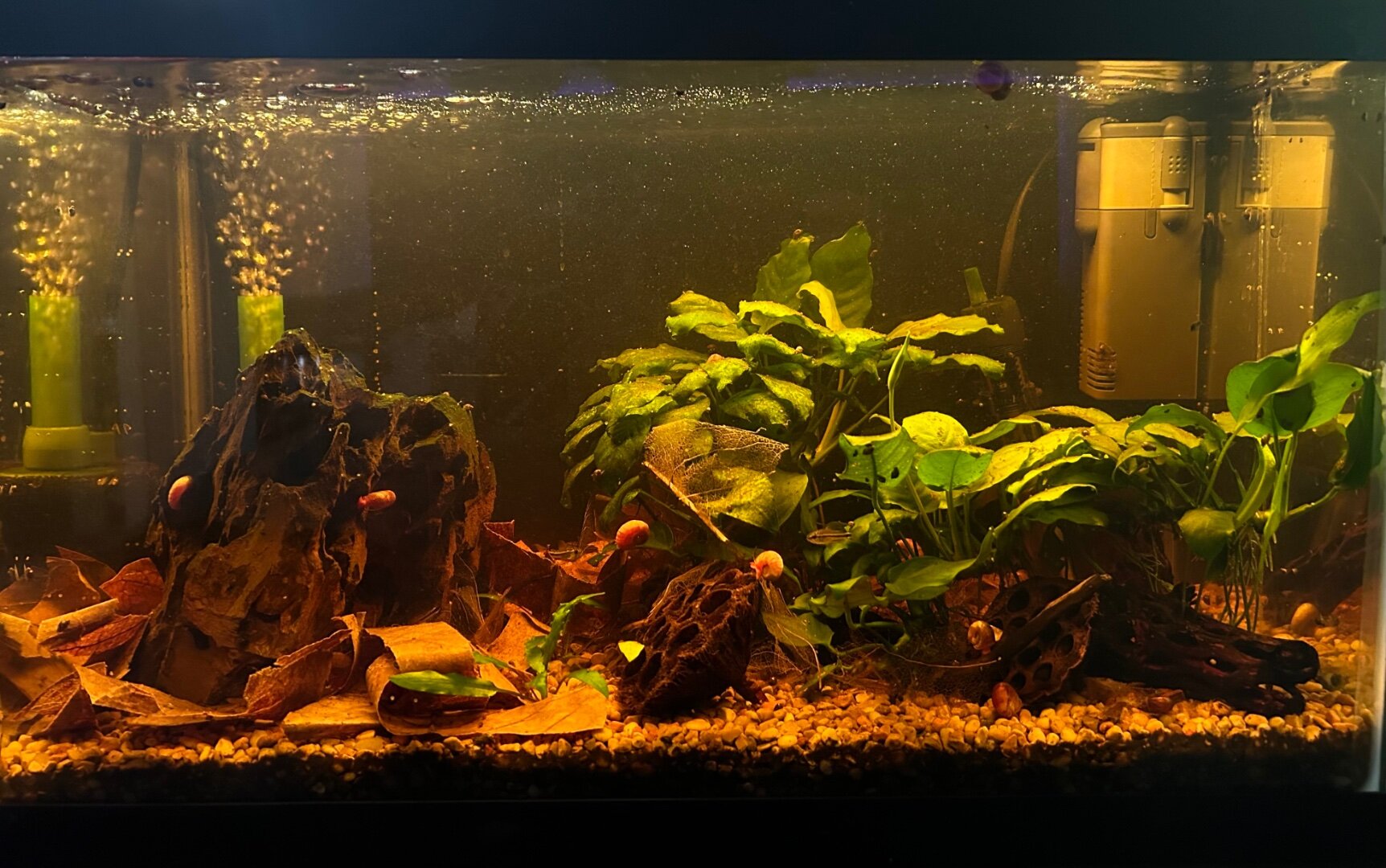 ACO Light Color - General Chat - Aquarium Co-Op Forum