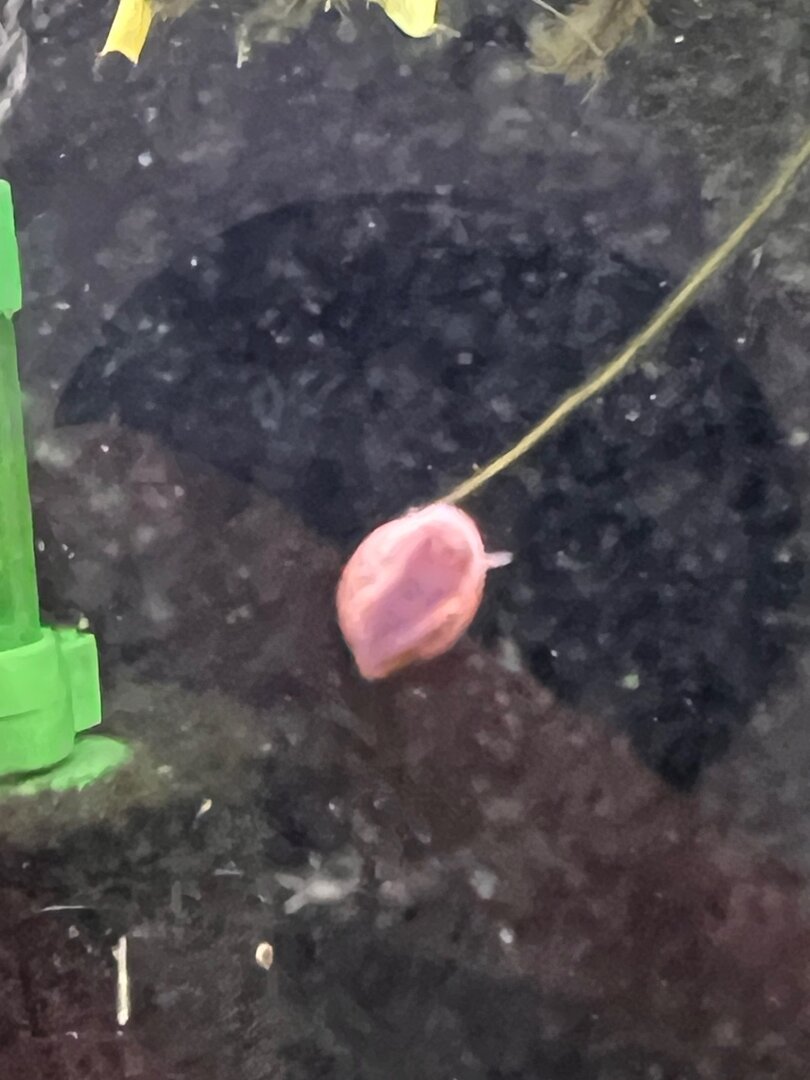 Is this a nerite snail baby? - General Chat - Aquarium Co-Op Forum
