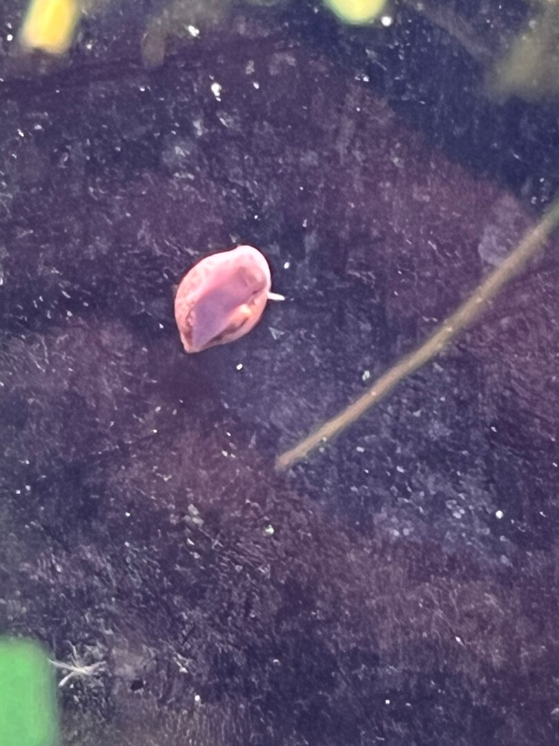 Is this a nerite snail baby? - General Chat - Aquarium Co-Op Forum