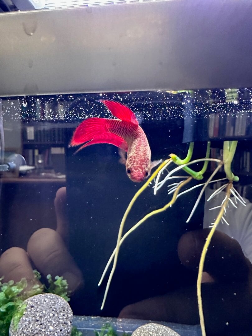 Tan Scales on a Betta - Diseases - Aquarium Co-Op Forum