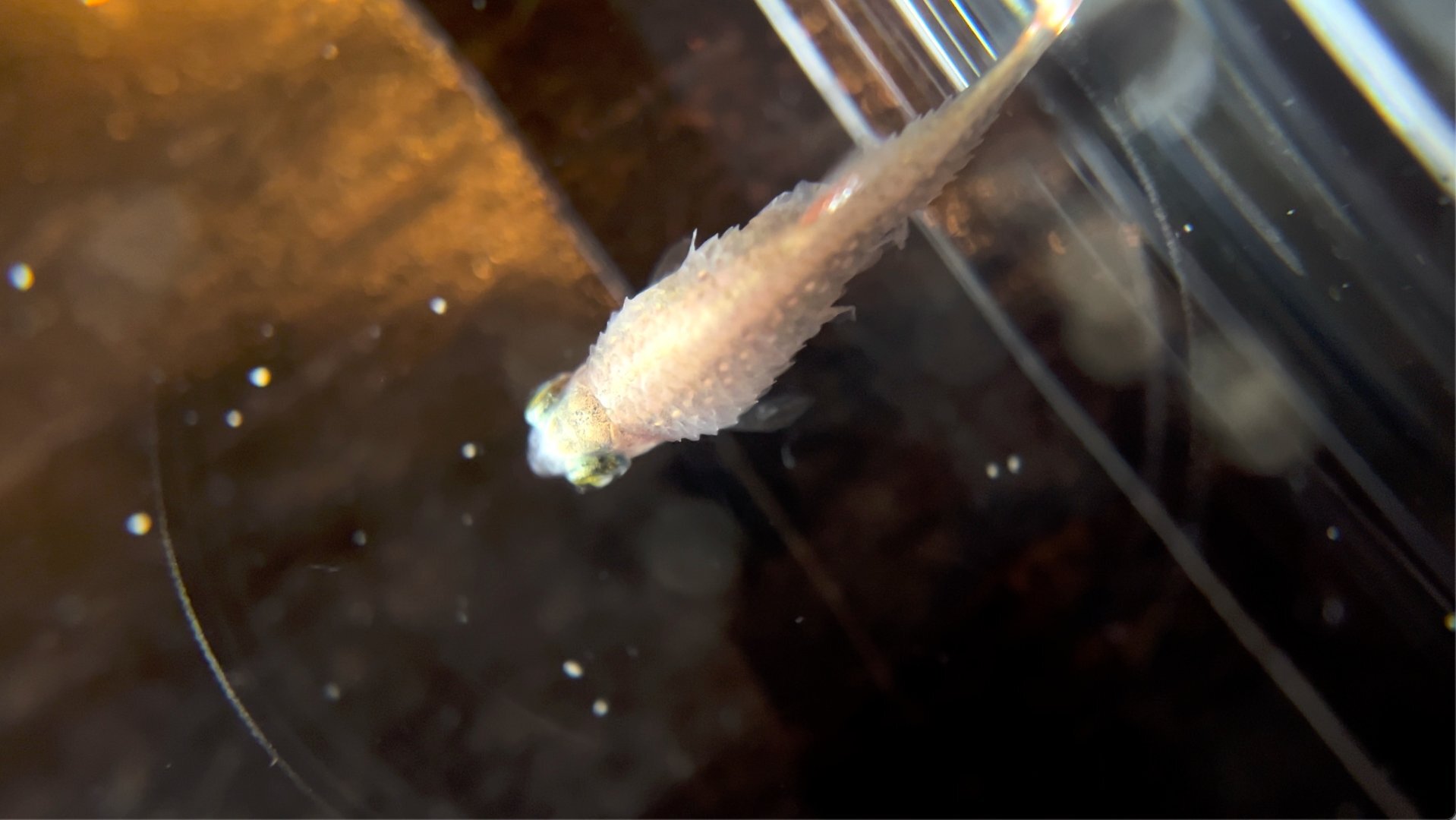 Have you ever seen a recovery from dropsy? - Diseases - Aquarium Co-Op ...
