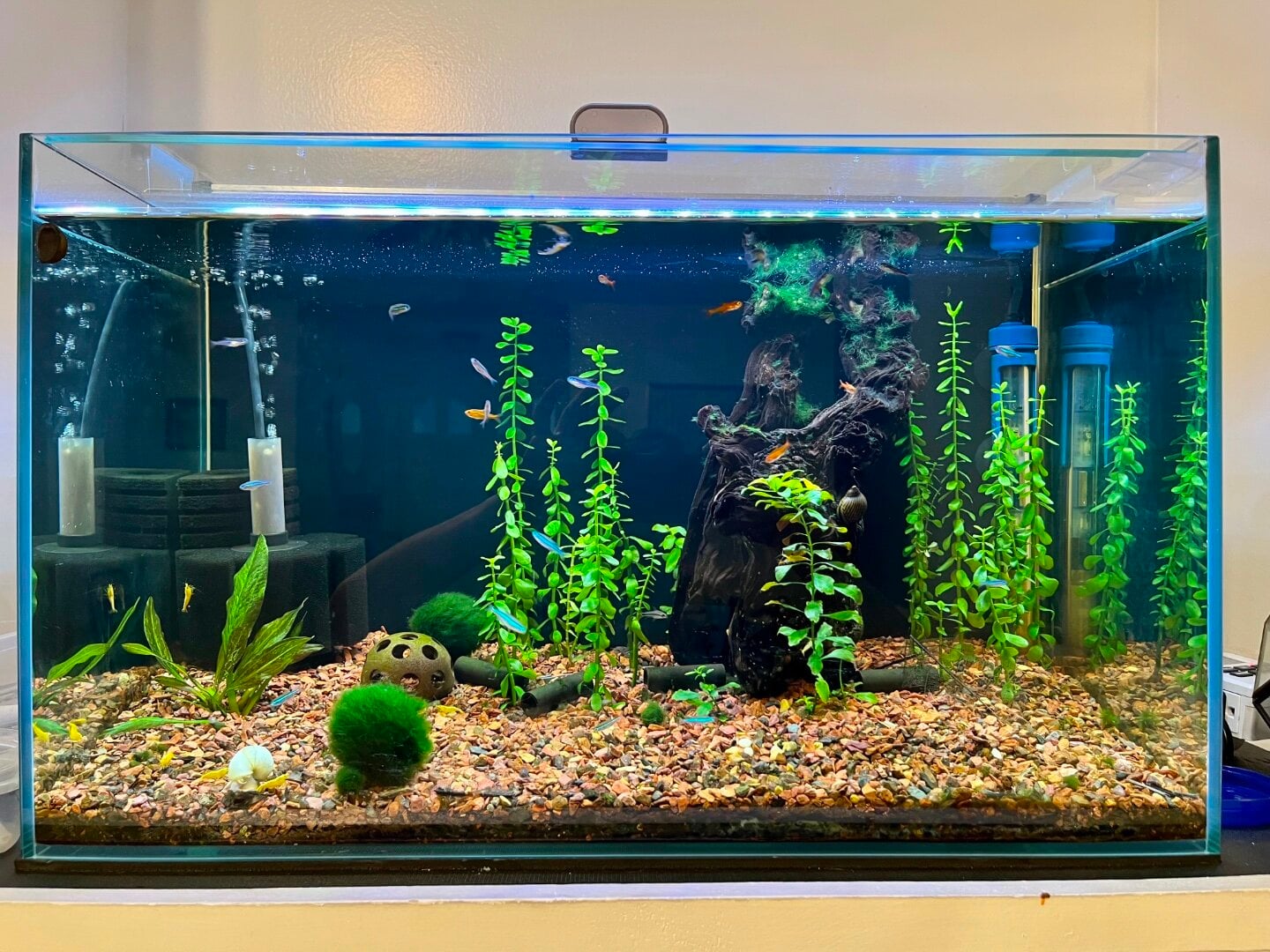 Plant Suggestions for my 15-gal Low Tech tank? - Plants, Algae, and ...