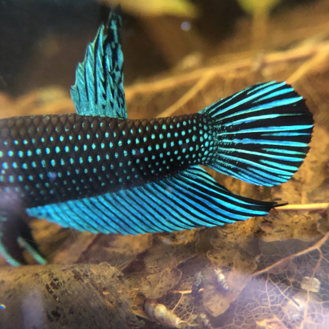 Breeding bettas with my boys - General Chat - Aquarium Co-Op Forum