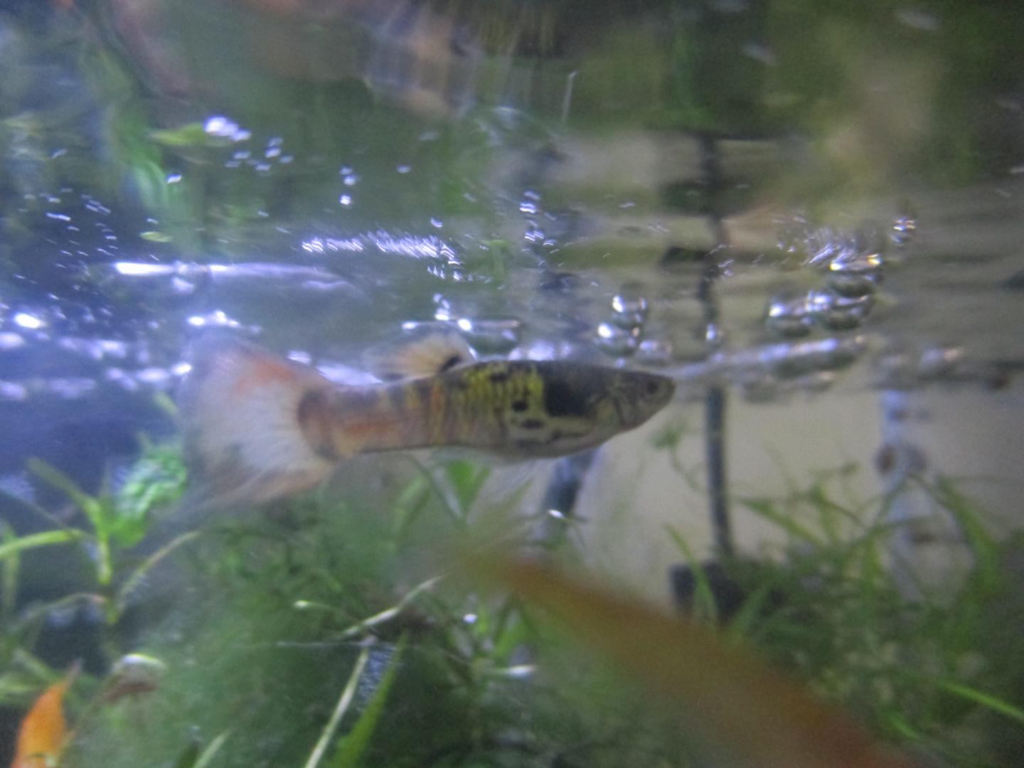 Fancy Endler Project - General Chat - Aquarium Co-Op Forum
