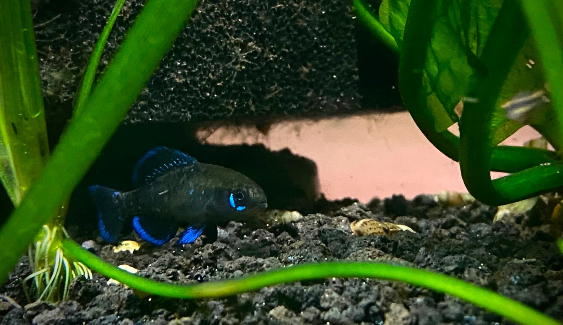 Any cons to scuds / sideswimmers? - General Chat - Aquarium Co-Op Forum
