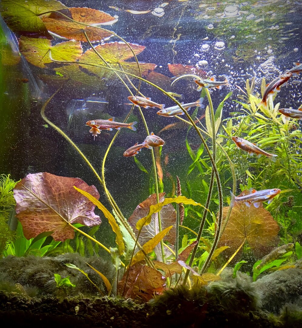Flora & Fauna in a 29 gal NANF tank - Photos, Videos & Journals ...