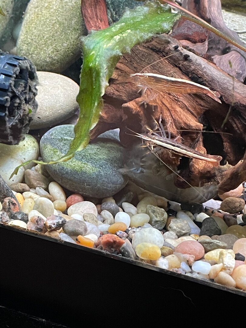 Remodel of my rainbow tank - Photos, Videos & Journals - Aquarium Co-Op ...