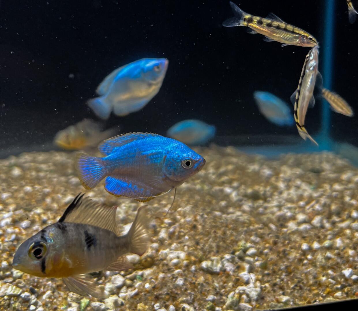 Retail Store Weekly Fish List - Washington - Aquarium Co-Op Forum