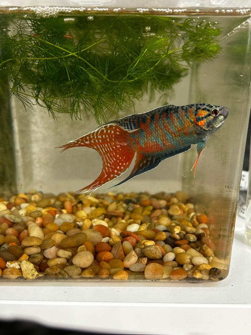 Macropodus opercularis - General Chat - Aquarium Co-Op Forum