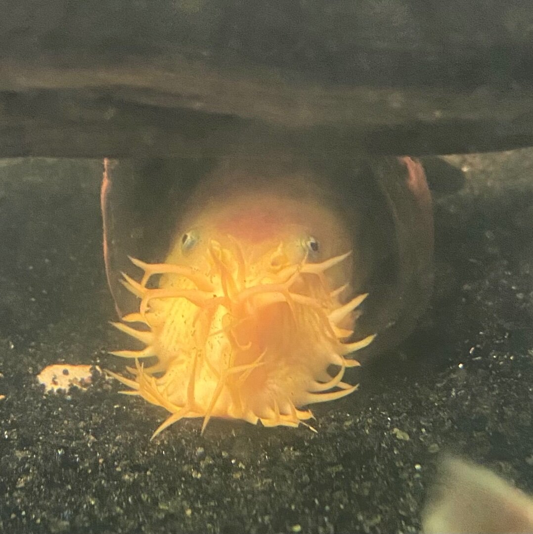 Need help deciding what Bristlenose Pleco color morph(s) to breed ...