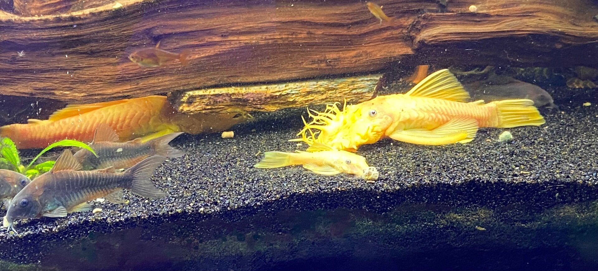 Need help deciding what Bristlenose Pleco color morph(s) to breed ...