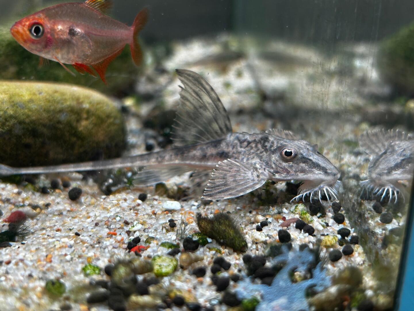 Loricaria cf. nimairaco - General Chat - Aquarium Co-Op Forum