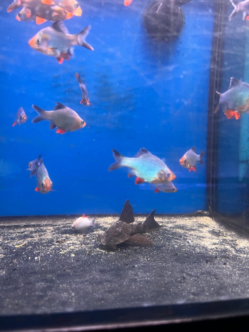 Powder blue tiger barb? - General Chat - Aquarium Co-Op Forum