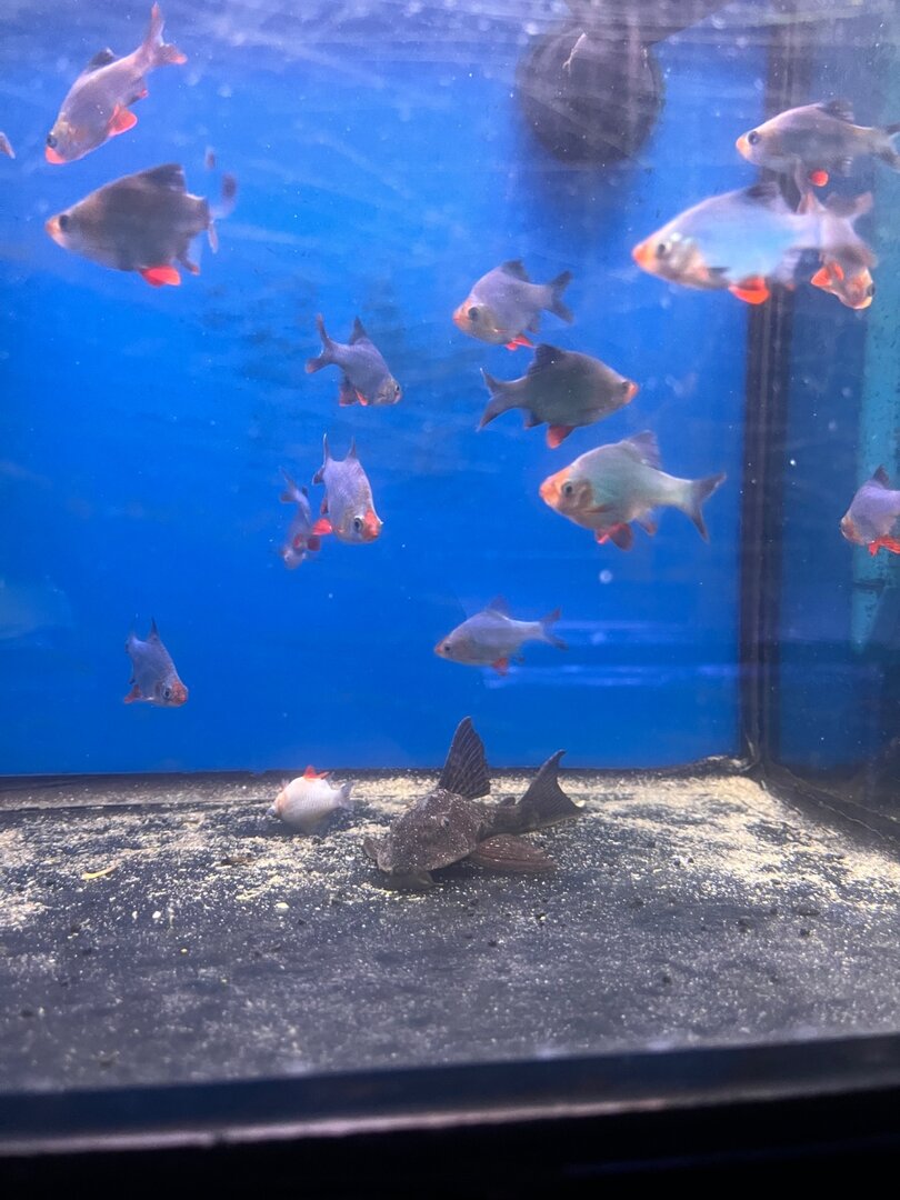 Powder blue tiger barb? - General Chat - Aquarium Co-Op Forum