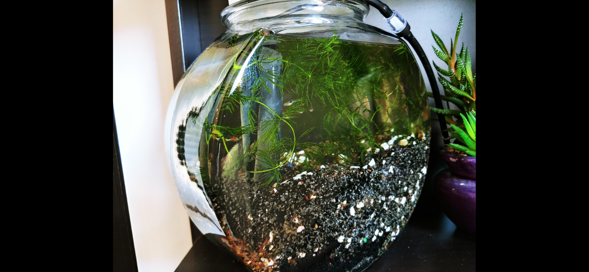 DIY mini ugf in a jar - Photos, Videos & Journals - Aquarium Co-Op Forum