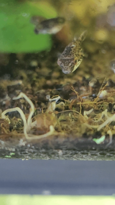 Puffer fish breeding - Fish Breeding - Aquarium Co-Op Forum