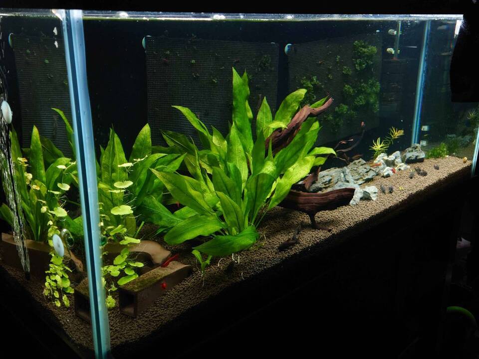 Fluval Plant 3.0 Scheduling and Programming - Community Resources - C.A ...