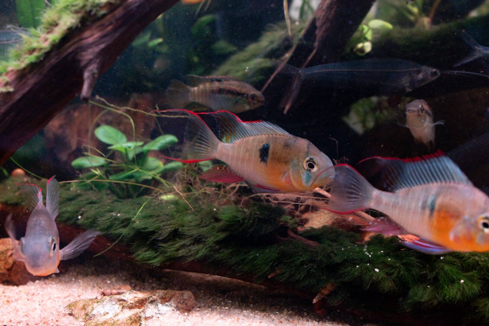 Bolivian rams or pearl gouramis for 40 gallon centerpiece? - General ...