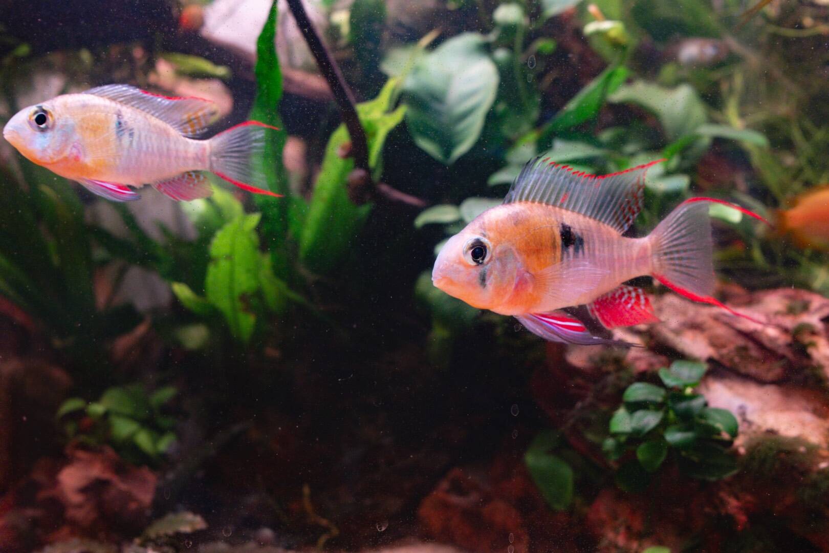 Bolivian rams or pearl gouramis for 40 gallon centerpiece? - General ...