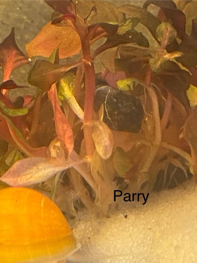 Anyone ever hated a fish? - General Chat - Aquarium Co-Op Forum