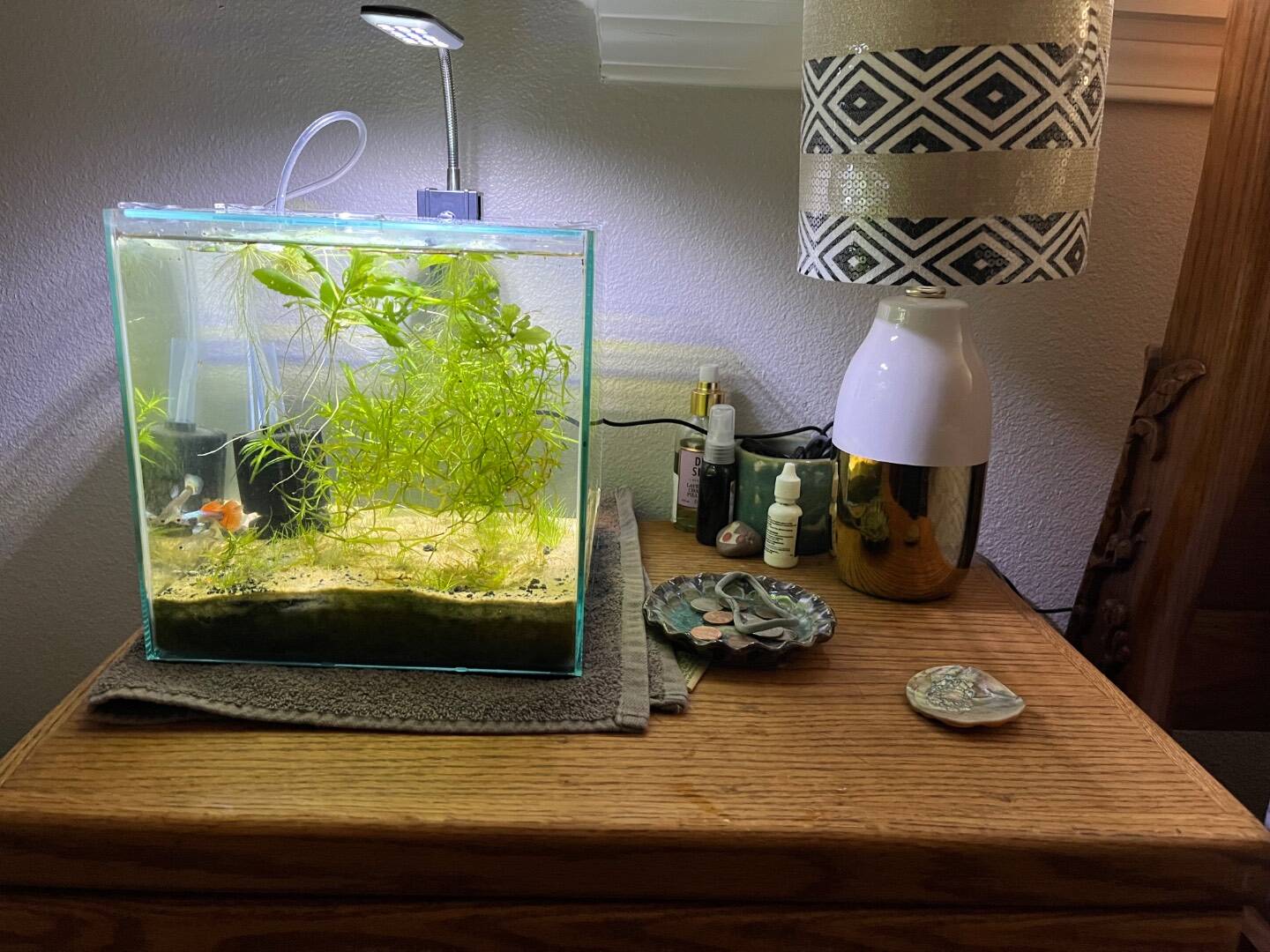 My second night stand tank - General Chat - Aquarium Co-Op Forum