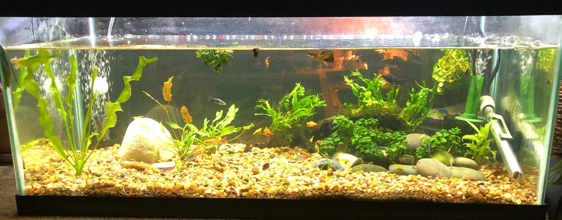 Leaning in.... the satisfaction of resetting a sad tank - General Chat ...
