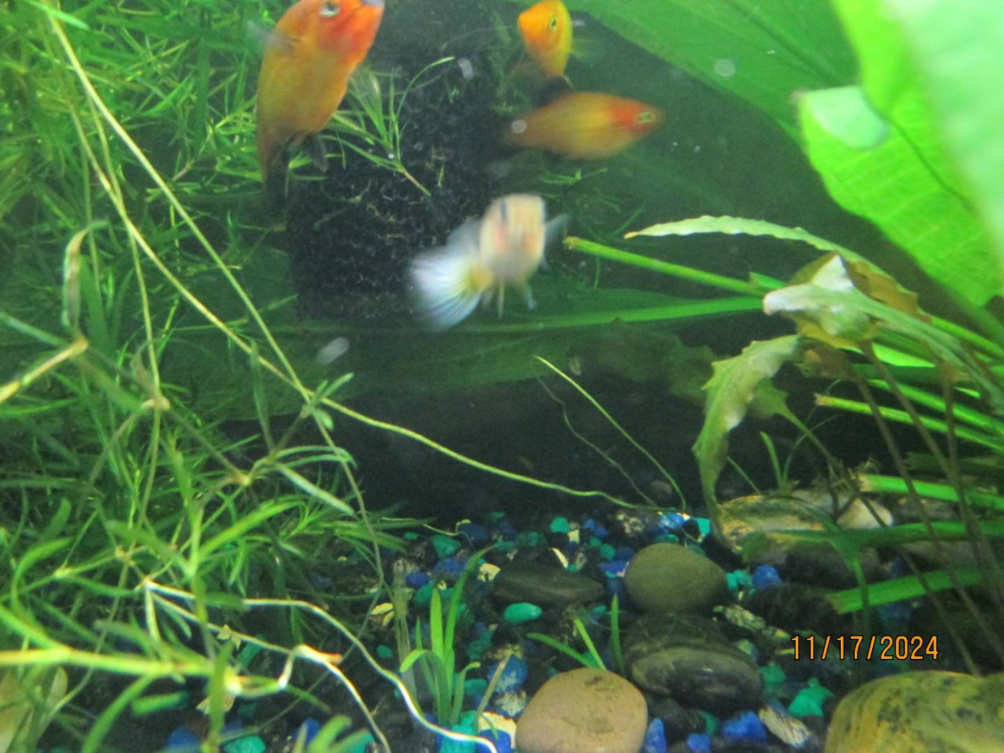 Fancy Endler Project - General Chat - Aquarium Co-Op Forum