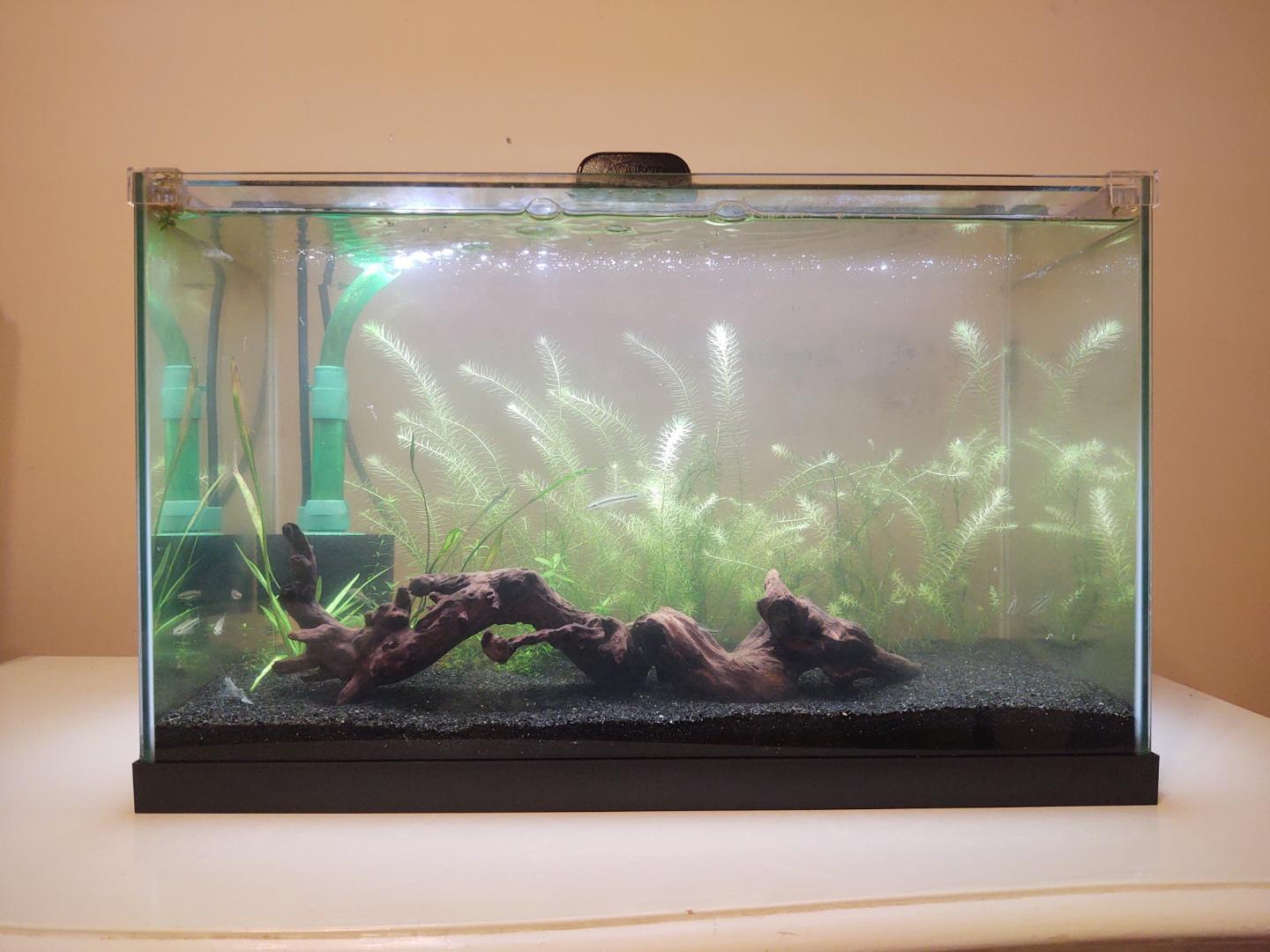Florida 10g Native Aquarium Journal - Photos, Videos & Journals ...