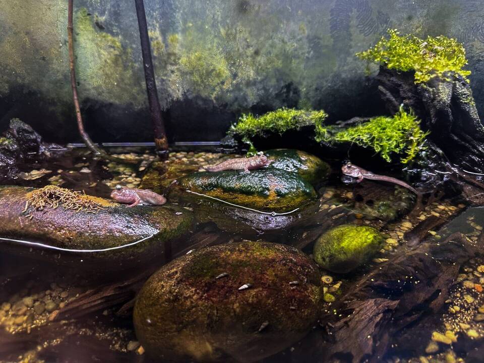 Mudskipper Care - General Chat - Aquarium Co-Op Forum