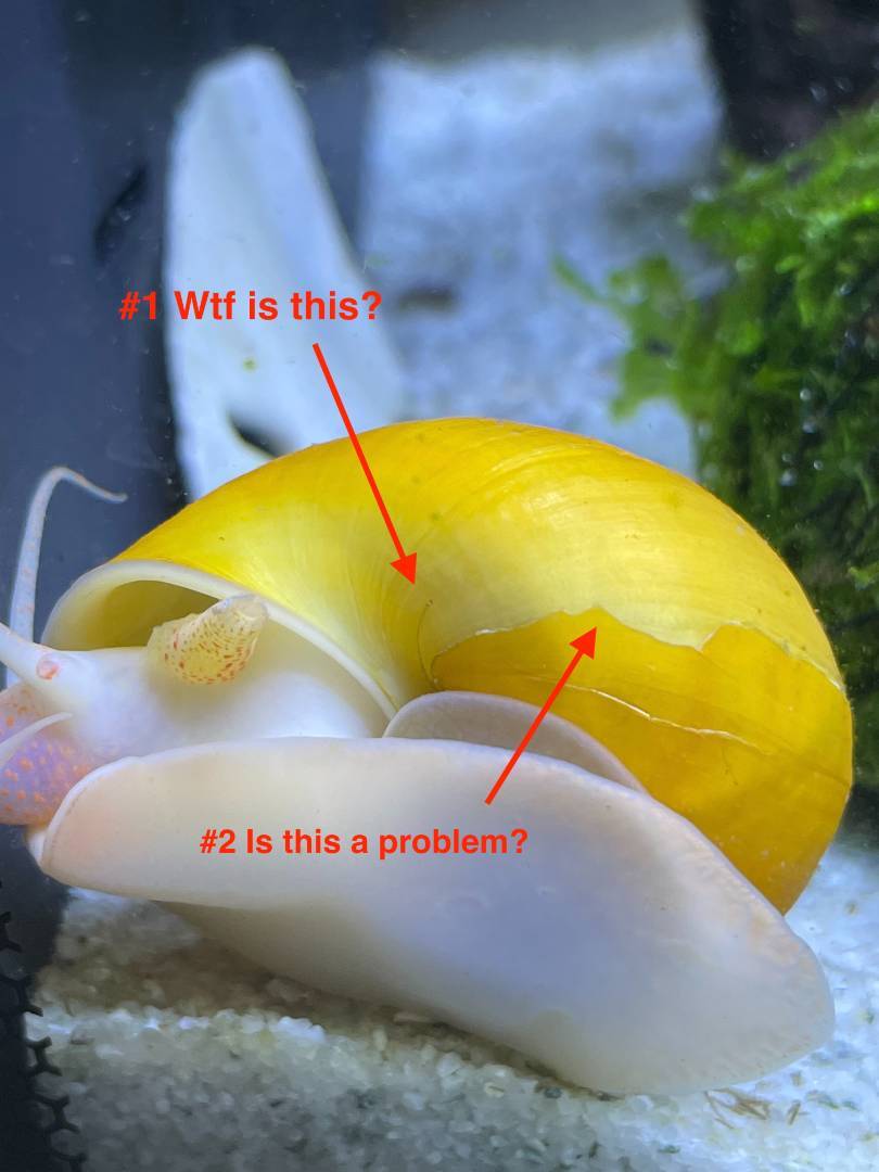 New to aquarium keeping and need help with snail health issue/parasite ...
