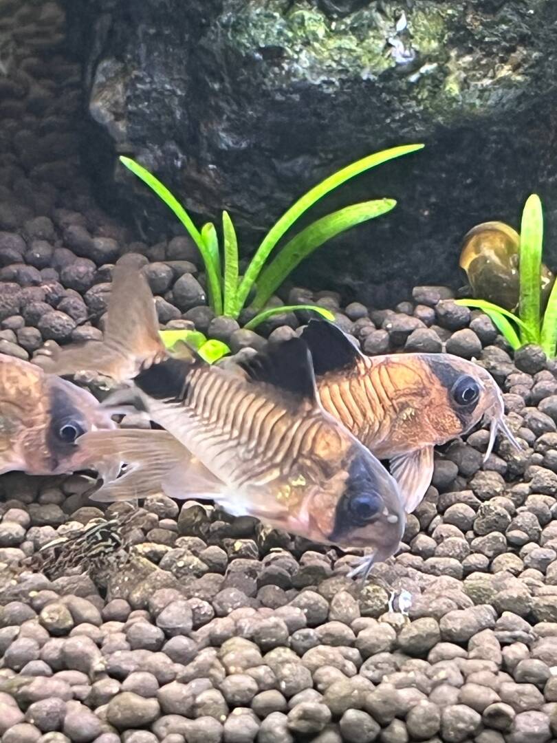 HELP Panda Cory Fin damage - General Chat - Aquarium Co-Op Forum