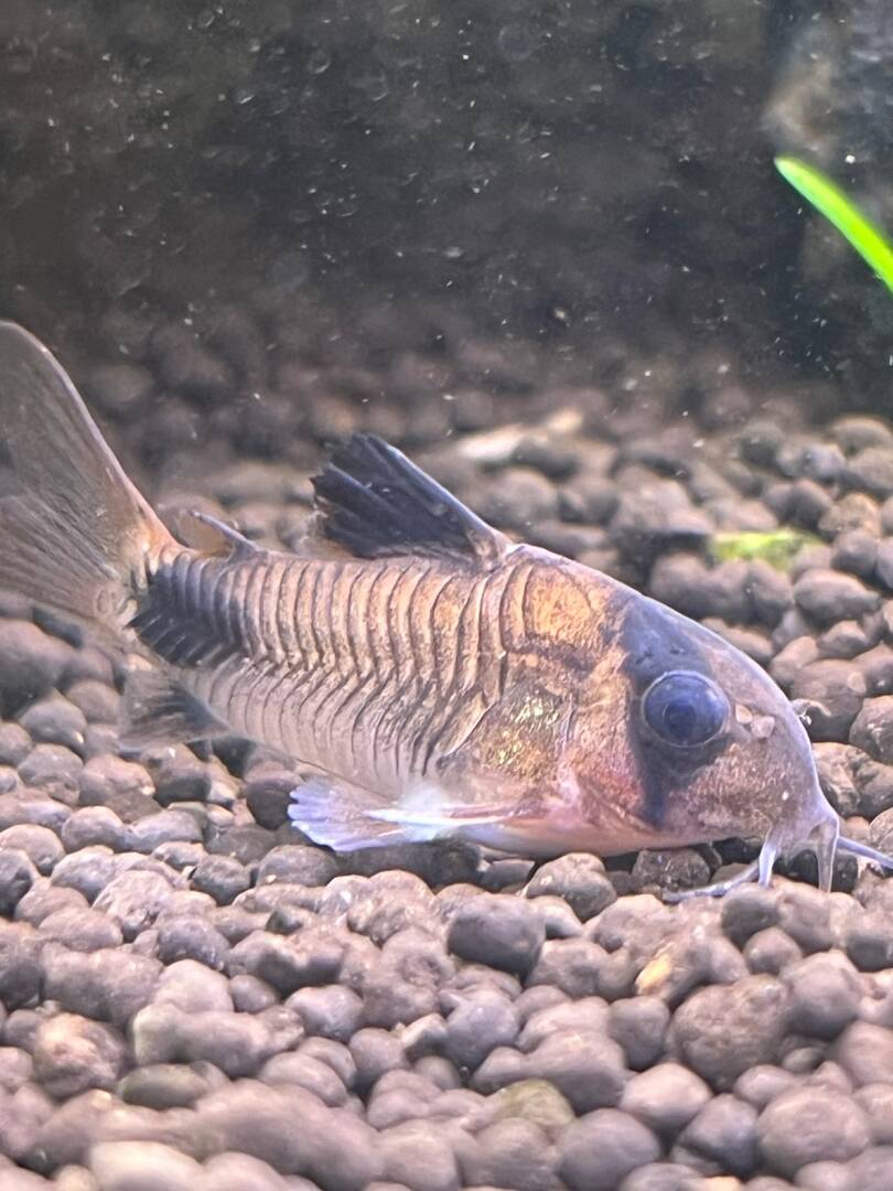 HELP Panda Cory Fin damage - General Chat - Aquarium Co-Op Forum